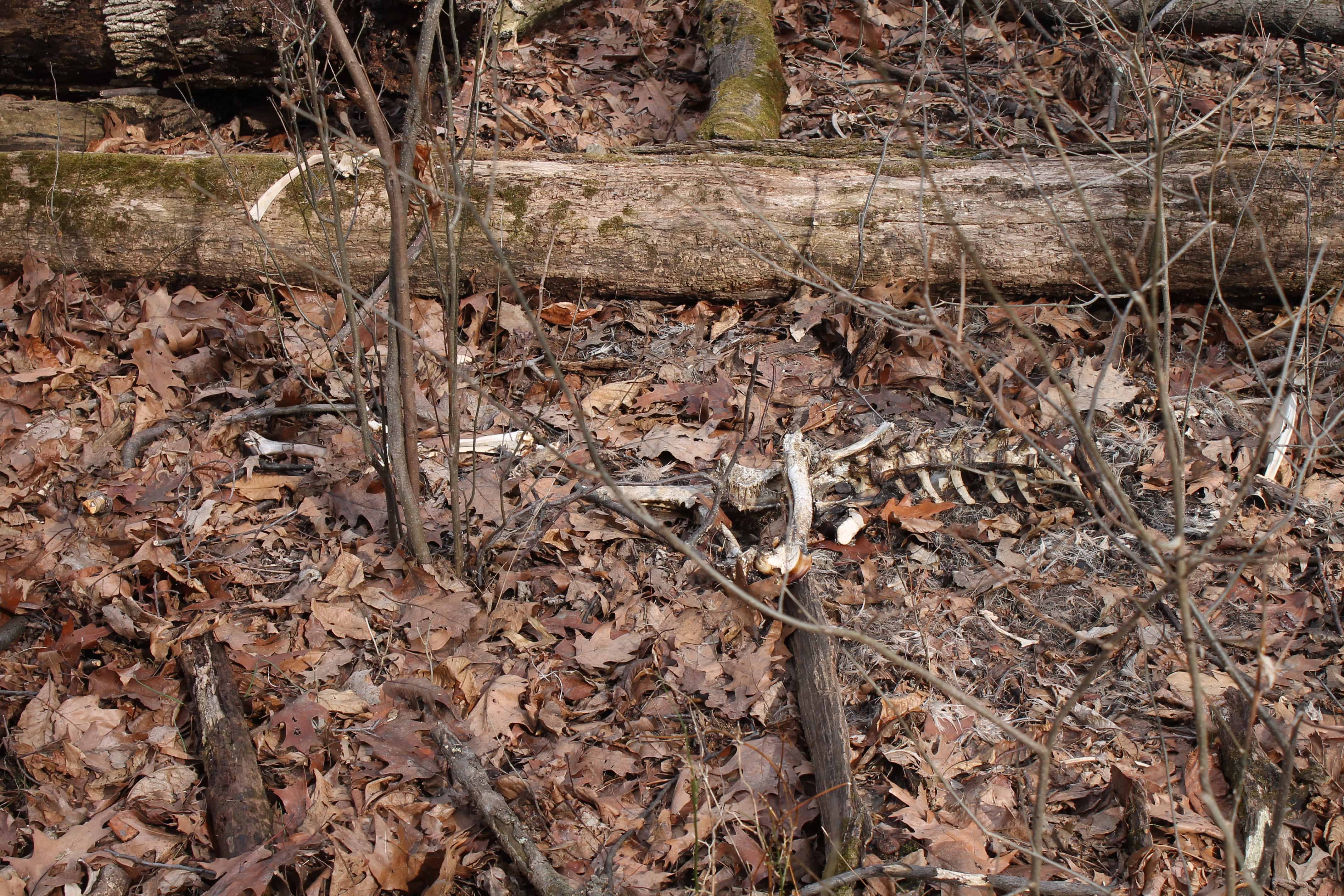 sxs deer remains - Saved by Scottie